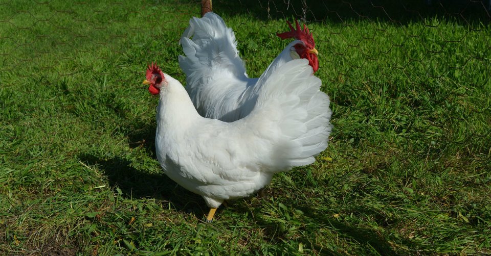 Origen de la Gallina Leghorn de uso industrial, una buena ponedora